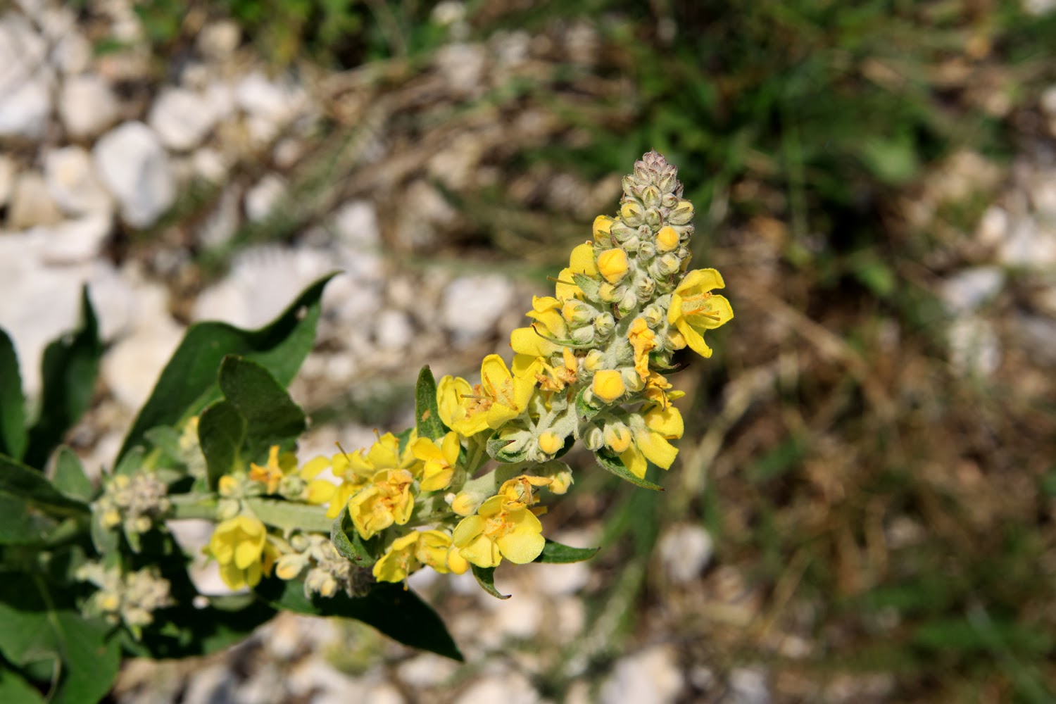 Healing Weeds: Mullein