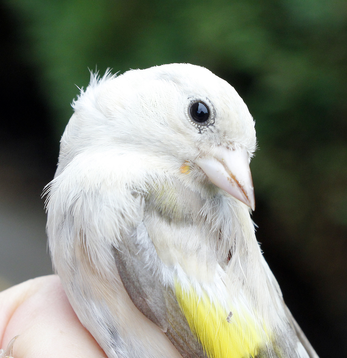 Another Bird Blog: A Whiter Shade Of Pale