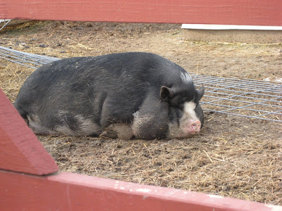Runs for Cookies: What a piggy!