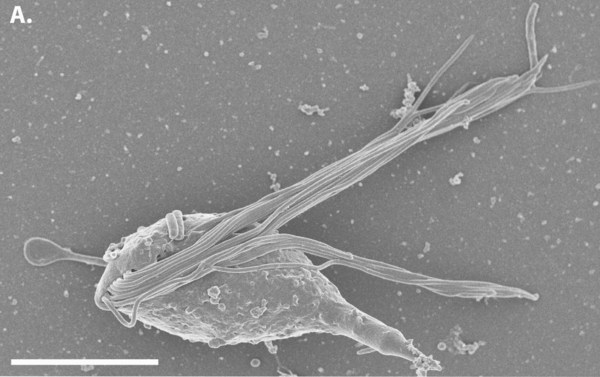 Darker Than Black, Blacker Than Hate: Cthulhu i Cthylla: dwa ...