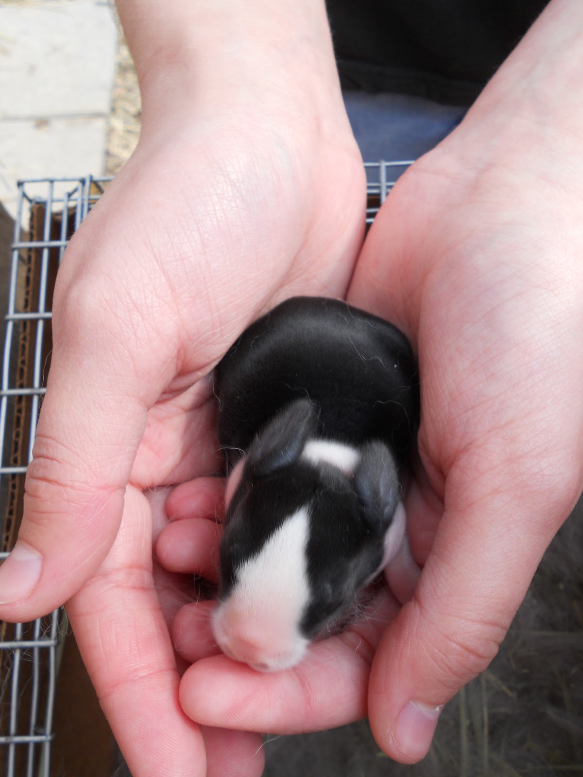 Dots & Daisies: Baby Bunnies - 5 days old