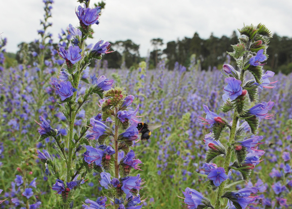 shiatoshi: Viper's Bugloss Flower Seed Germination ,Growing ,Care, Use ...