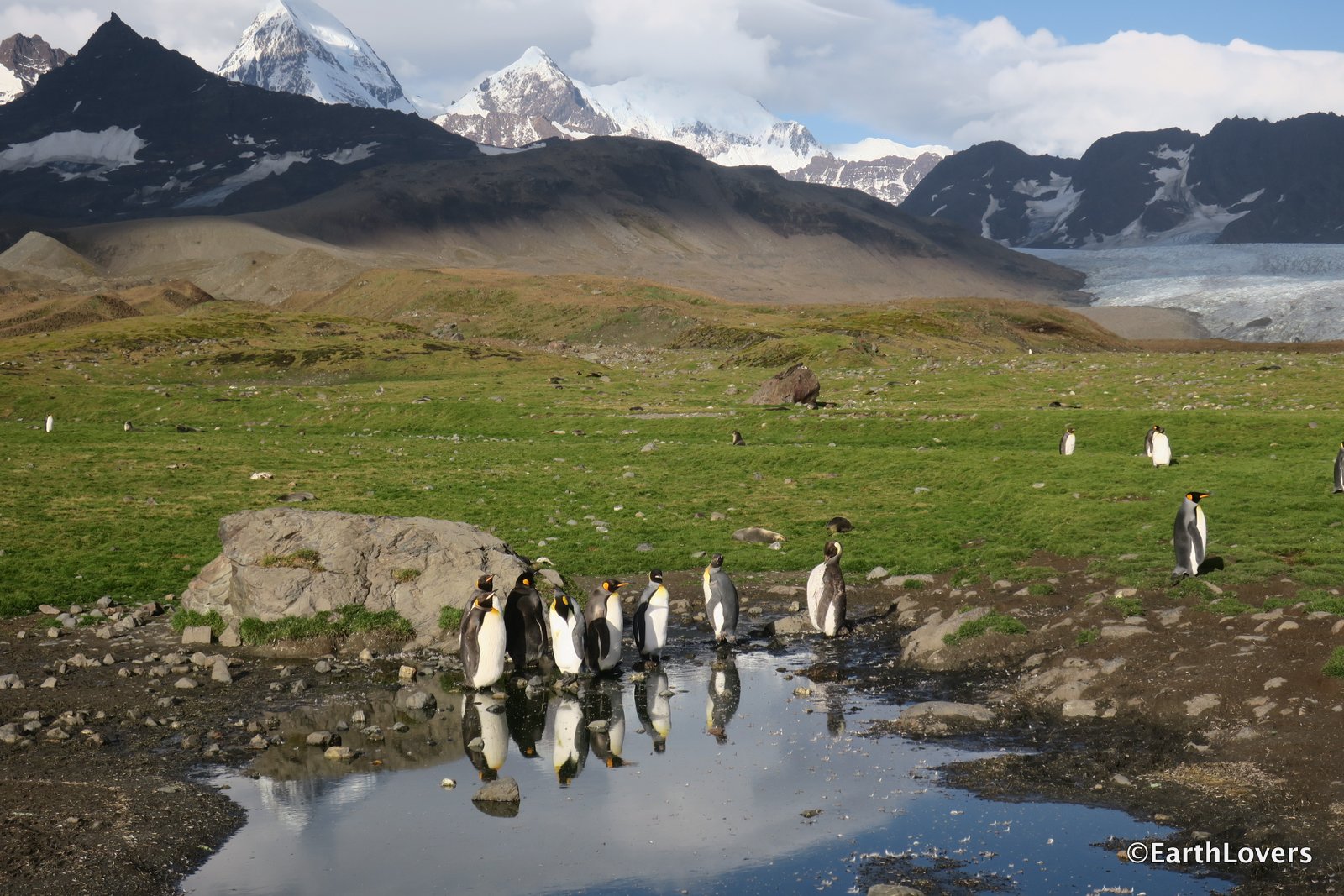 EarthLoversOnTour: Saint Andrews Bay, THE Highlight in South Georgia ...