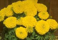 Wallpaper of Mari Gold or Gada Flowers in The Winder of Bangladesh