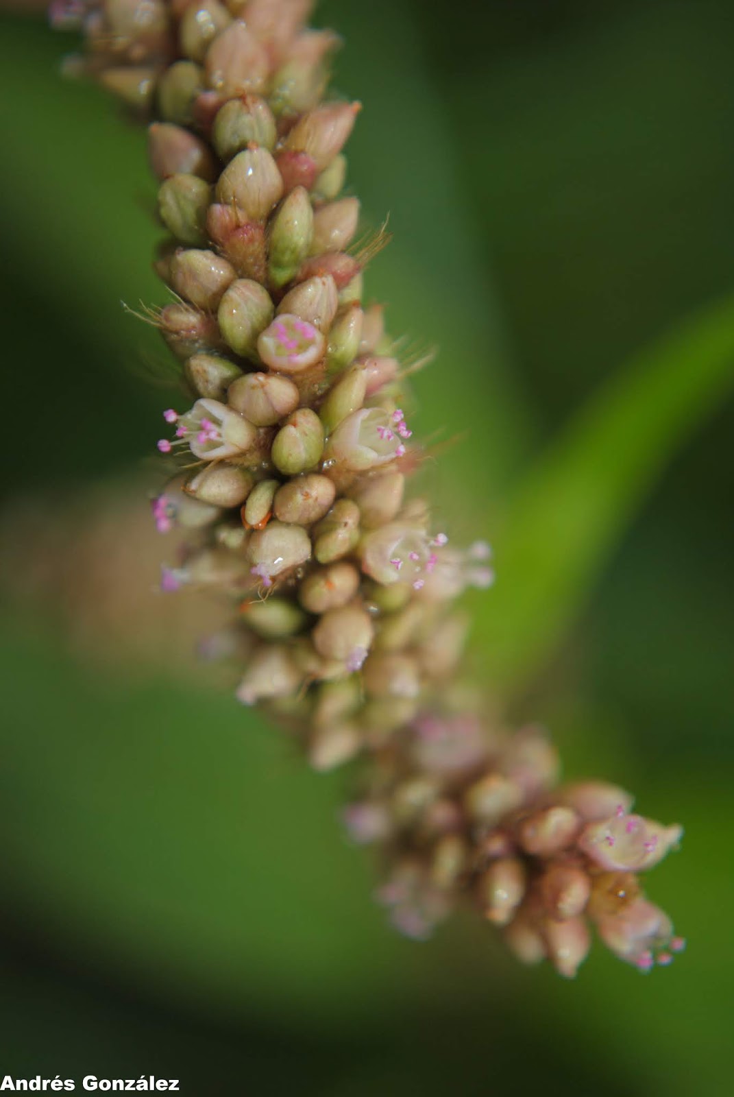 FOTOS DE FLORA NATIVA Y ADVENTICIAS DE URUGUAY : Polygonum acuminatum ...