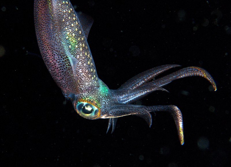 The Best of Underpressure Photography: Flying Squid & Berry's Stubby ...