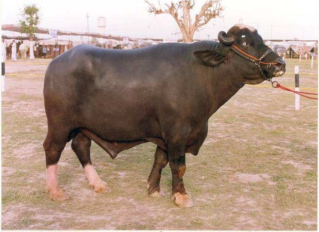 All Detail About Nili Ravi Buffalo ~ Morden Dairy Farming