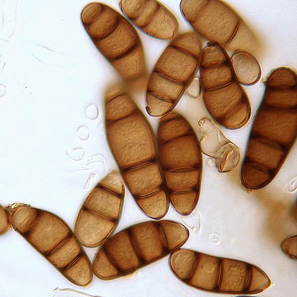 Variety of Life: October 2014