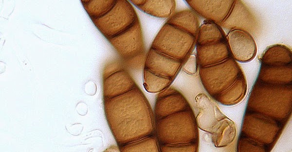 Variety of Life: Pleosporaceae