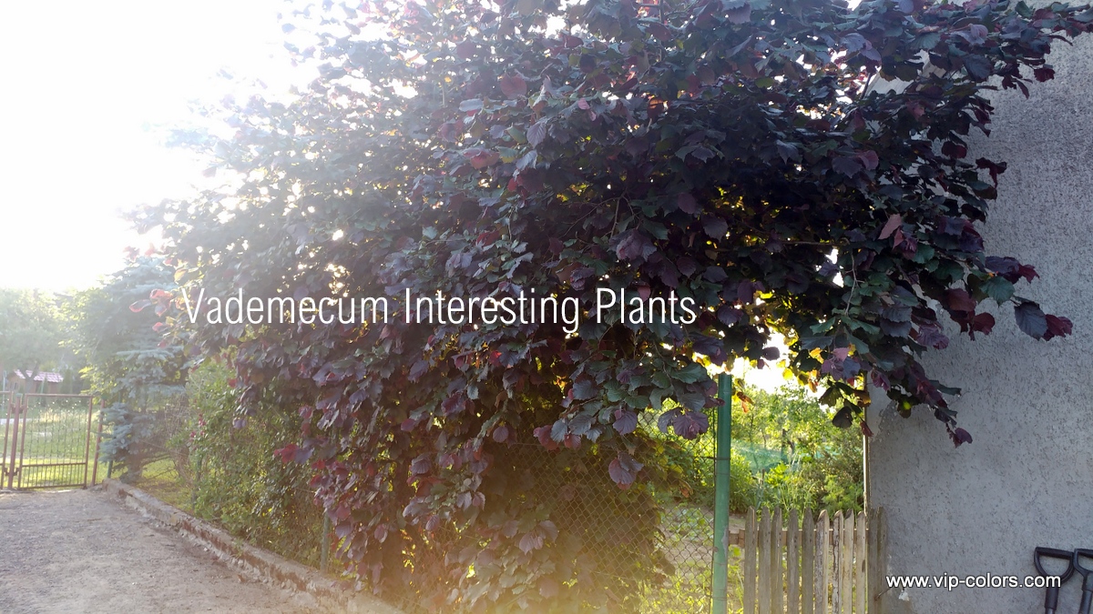 Vademecum Interesting Plants: Corylus avellana - Leszczyna pospolita ...