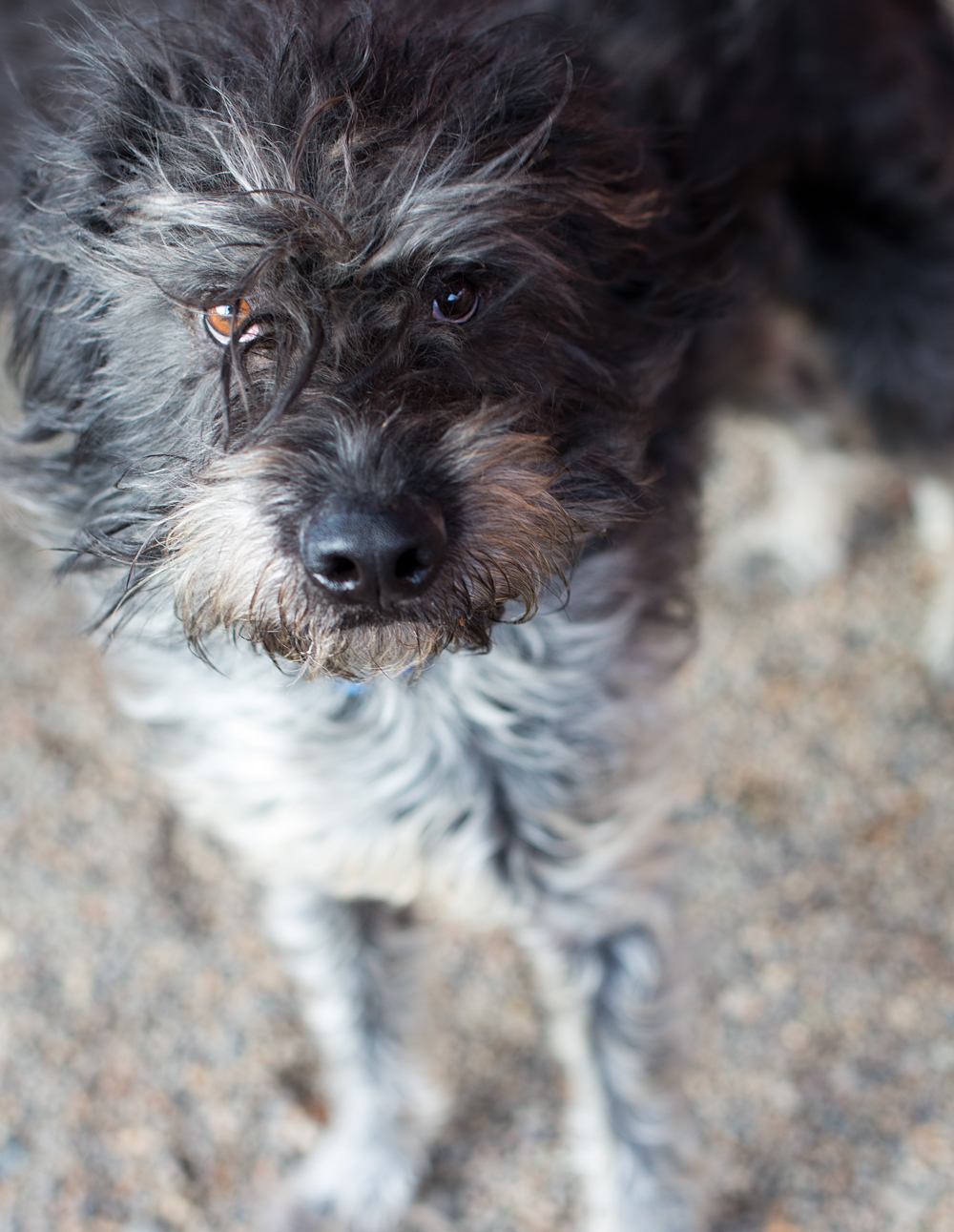 Shelter Dogs of Portland: "GRIFF" shaggy easy going Wirehaired Griffon ...