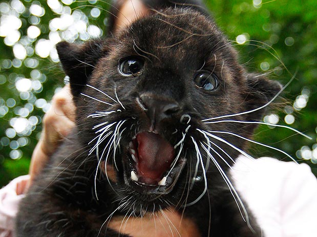 verdesemprevivo: Veja imagens de filhotes de felinos e saiba mais sobre ...