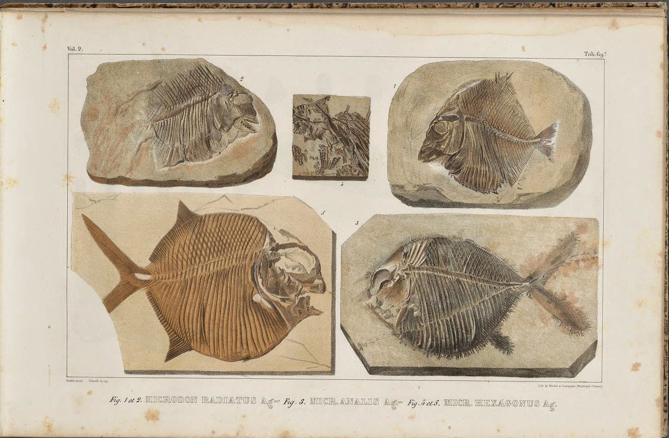 Biodiversity Heritage Library: Happy Birthday, Louis Agassiz!