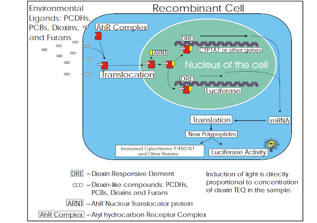 hormones and other science: dioxin testing in Israel not 05