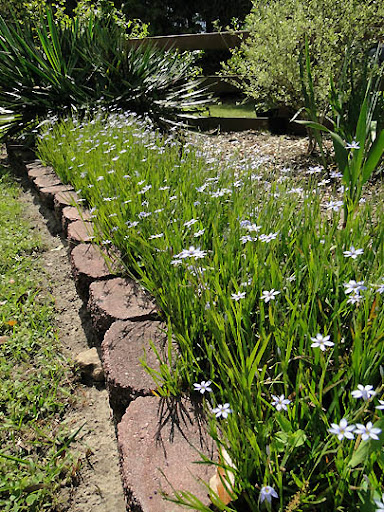 Reflection's Flora and Fauna: Blue-Eyed Grass, Grass With Something Extra