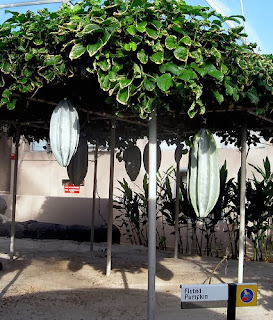 De Edge Farms: How To Plant Fluted Pumpkin (Ugu)