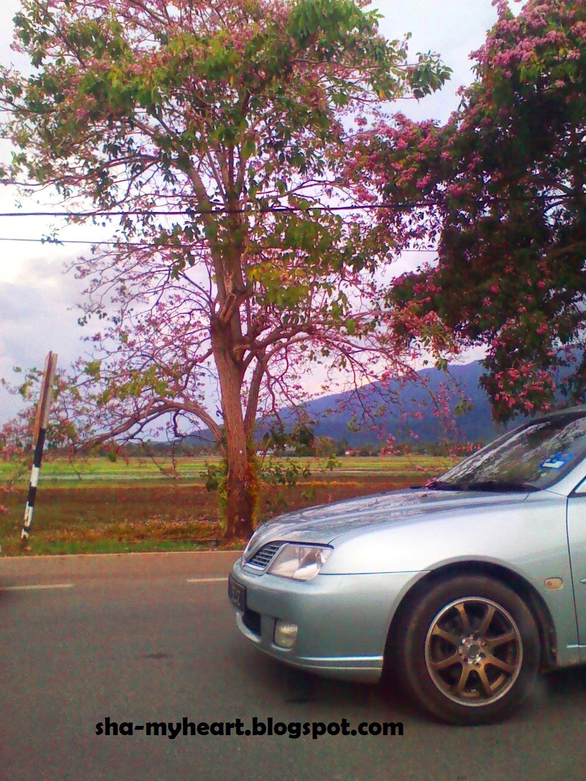 Indah, berlatar belakangkan Gunung Jerai dan sawah padi