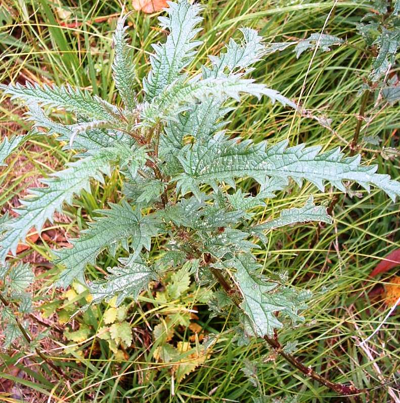 A Woodsrunner's Diary: Useful Plants. The Scrub Nettle & Stinging Nettle.
