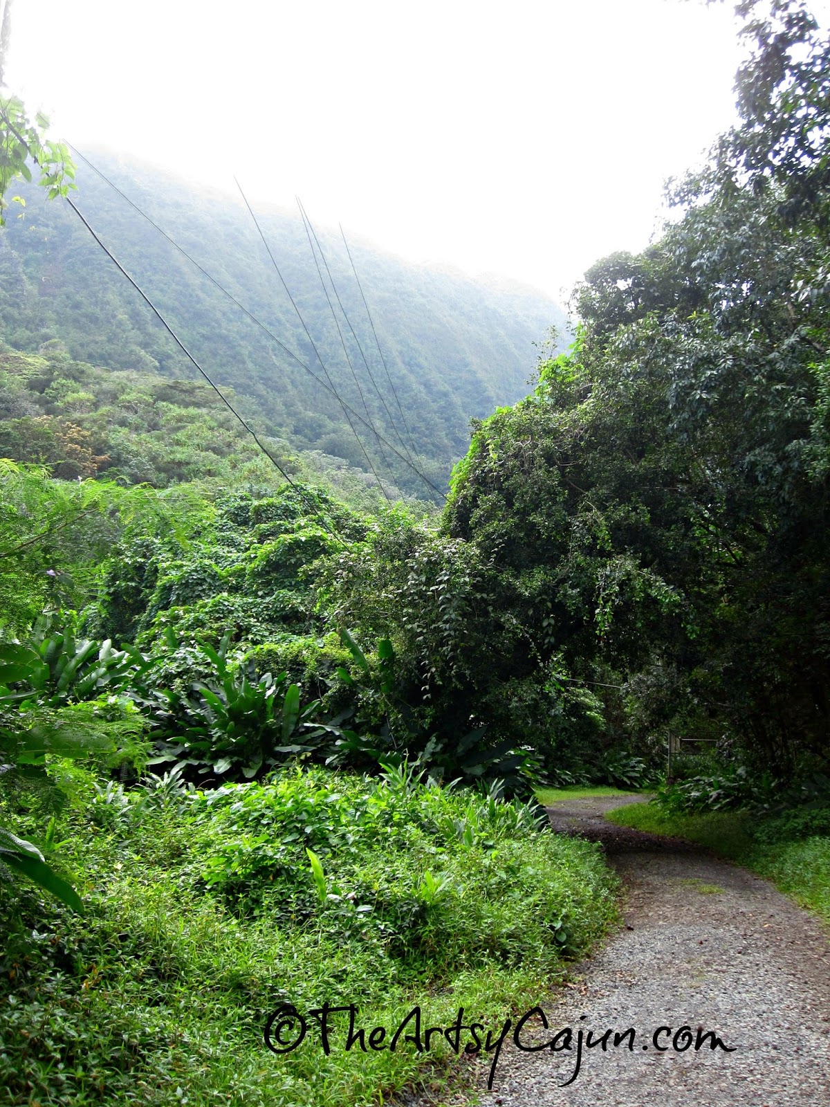 Hamama Falls Hike, Oahu | The Artsy Cajun