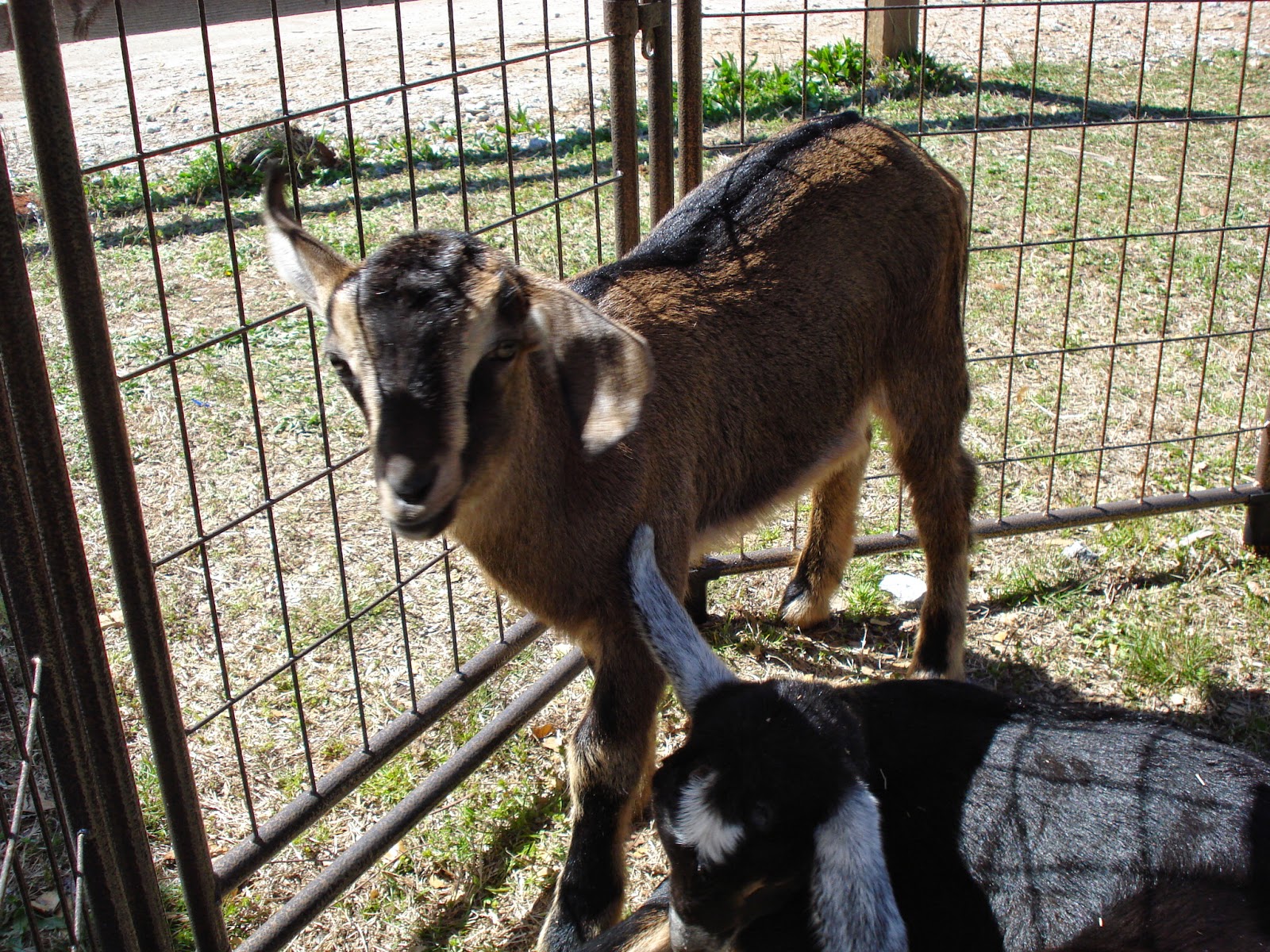 Dead Air: Radio update with goats