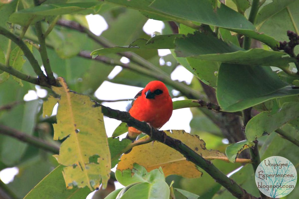 Voyages et Expériences : Oiseaux de l'île Maurice