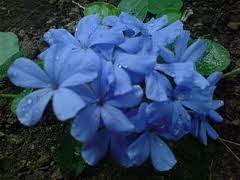 Ralph Waldo Emerson: Poem: The Rhodora