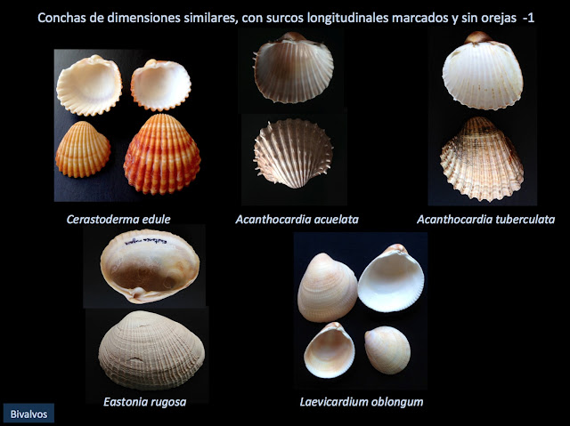 Acta Naturalis Scientia: Bivalvos