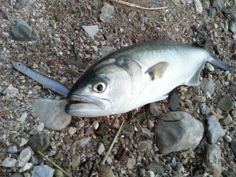 Lures Way: Zubatica i po