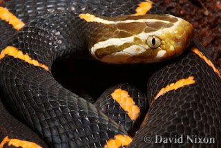Life is short, but snakes are long: Fea's Pitless Pitvipers
