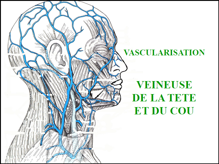 Doctidoc: Vascularisation veineuse de la tête et du cou
