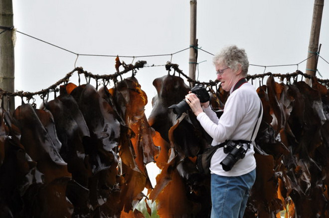 It is the Seaweed Harvest Time of Fujian Xiapu | China Tours Online Blog