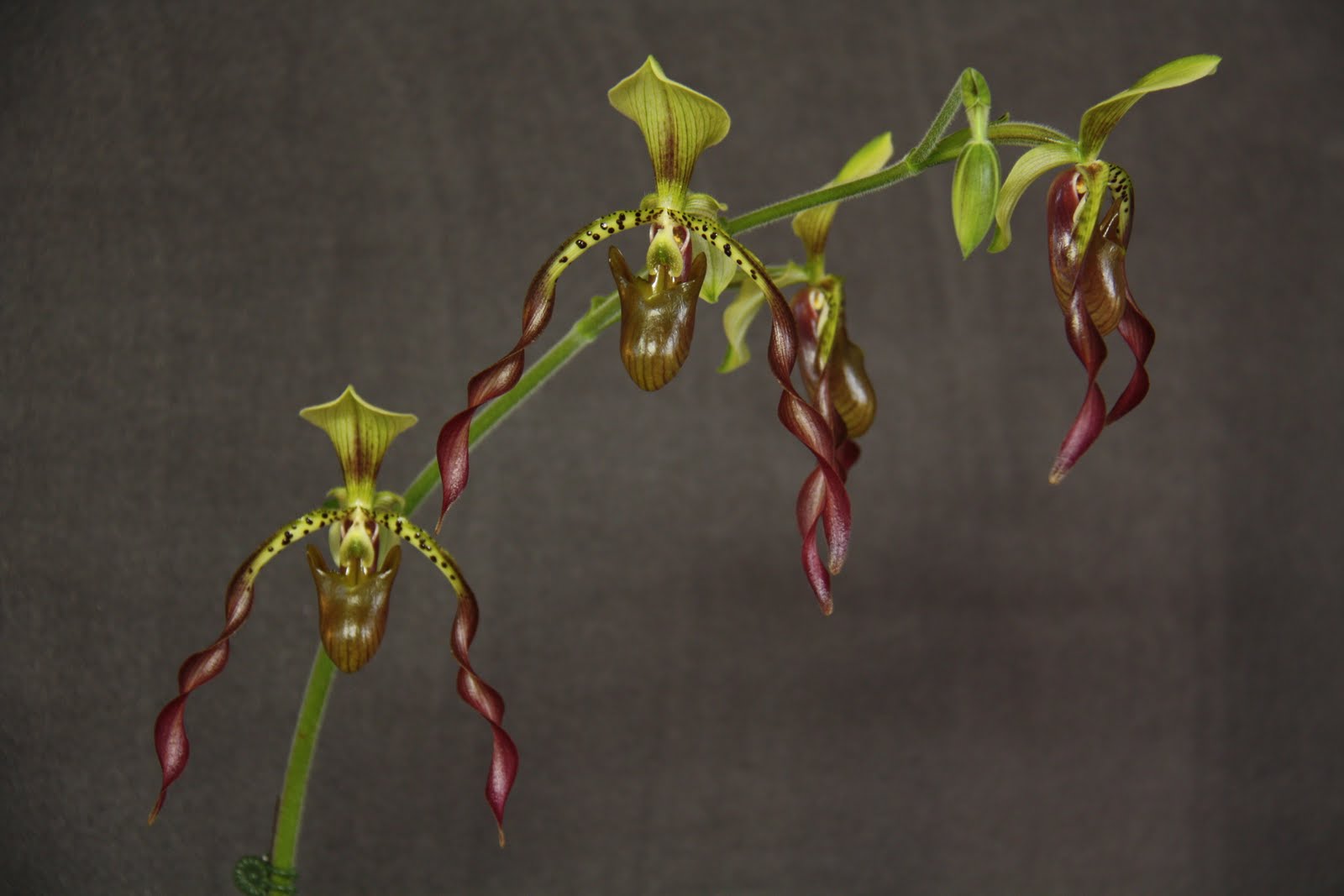 Orchid Arbour: June 2011