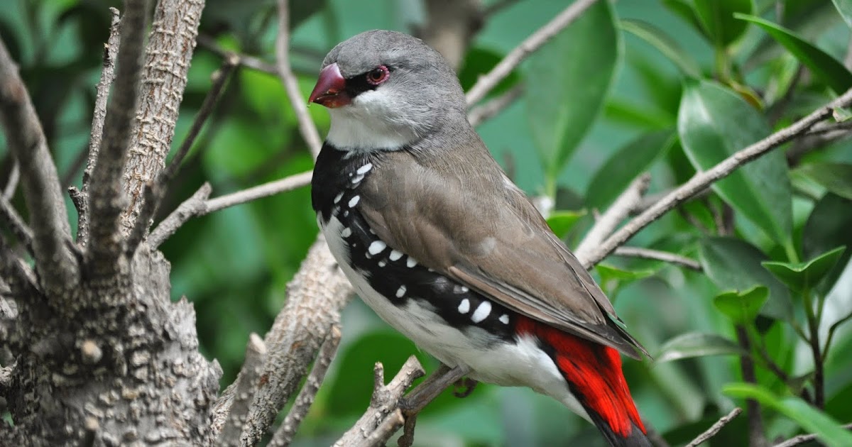 ZOOTOGRAFIANDO (6.096 ANIMALS): DIAMANTE MOTEADO / DIAMOND FIRETAIL ...