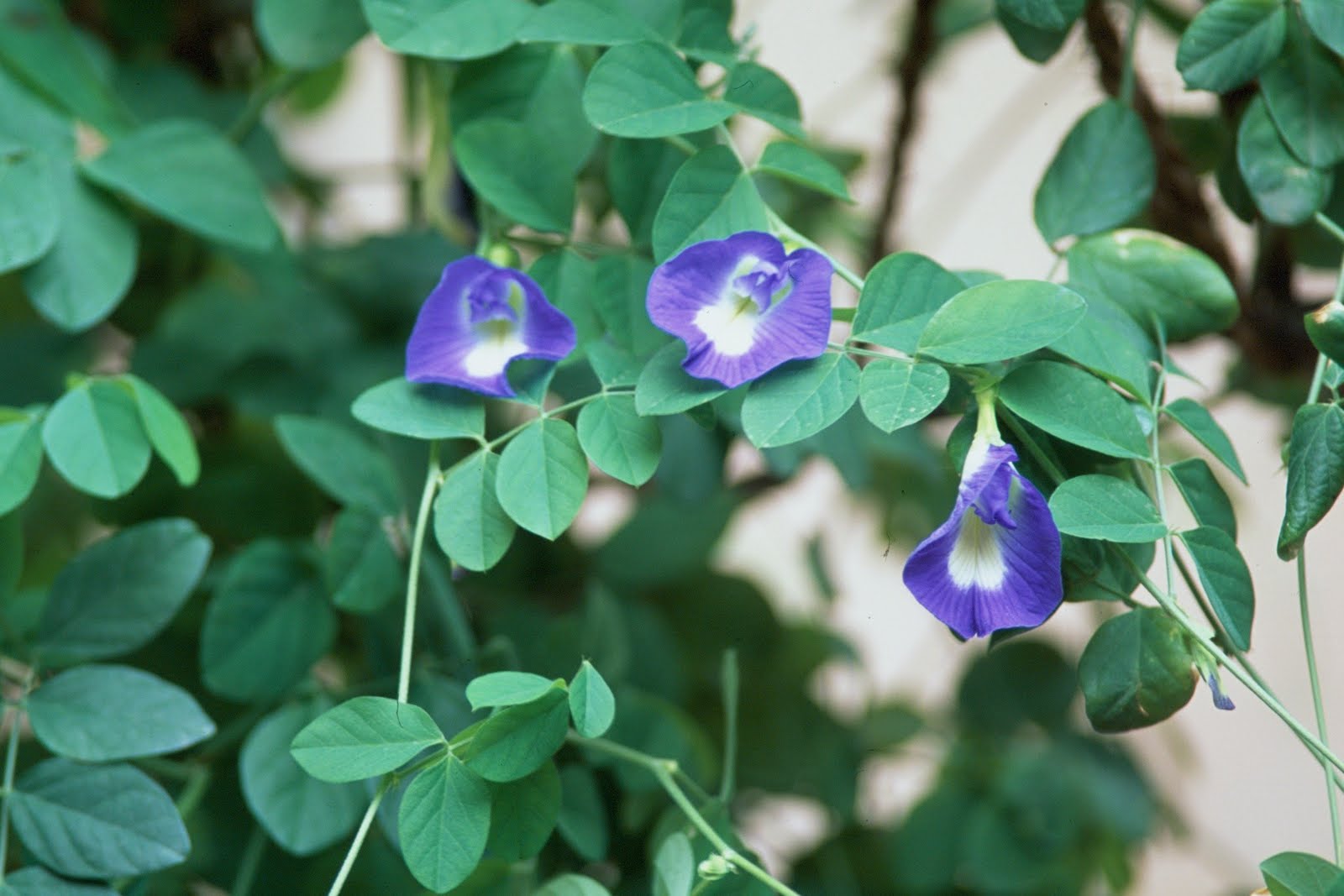 Clitoria ternatea | Flowering Plants and Pictures