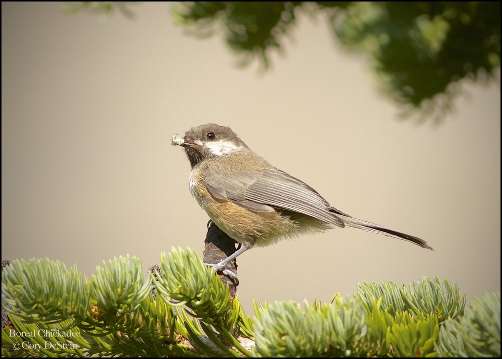 Boom Chachalaca: Glacier National Park; Alpine Birding