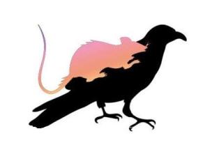 Panchatantra Stories : 2.1. The Crow Rat Discourse ~ Moral Stories for Kids