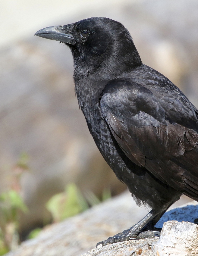 Powell River in Photos: Corvus caurinus
