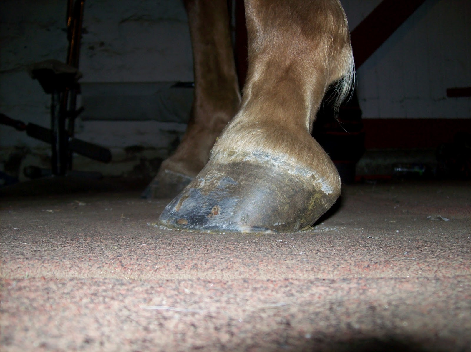 Kate's Hoof Care Blog