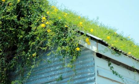 "A Day In The Valey" - Garden Tour of Pilton Valley 21/10/12