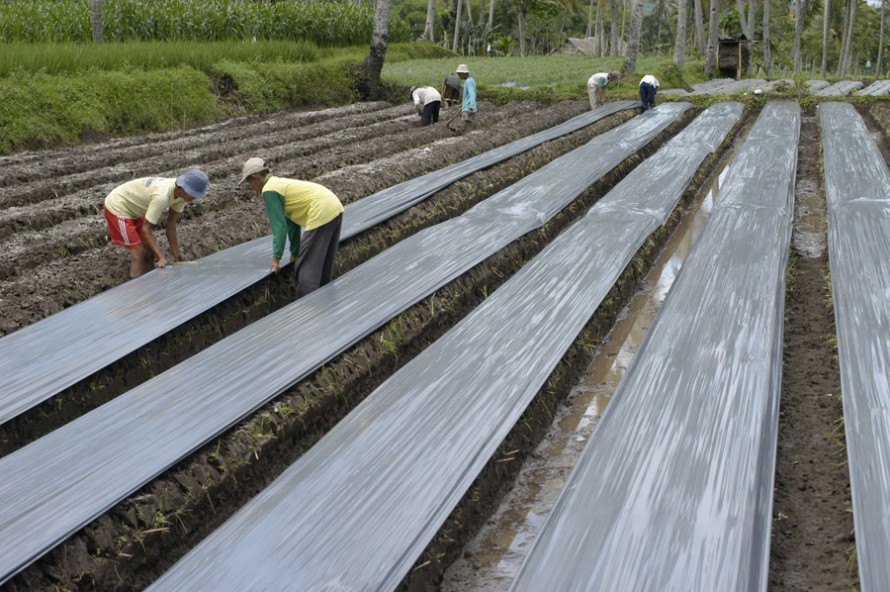 ILMU 212: Seputar Mulsa untuk Pertanian