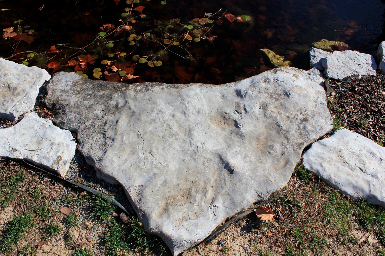 Biological Thinking: How to Read the Rocks Around Our Pond
