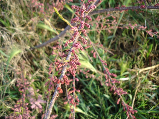 ARBRES: Tamariu (Tamarix gallica)
