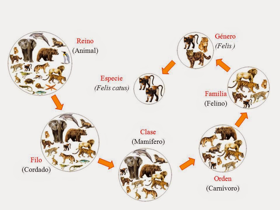 PROYECTO REINO ANIMAL: PROYECTO REINO ANIMALIA