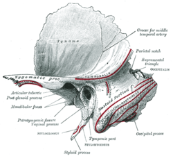 The Mastoid Portion.