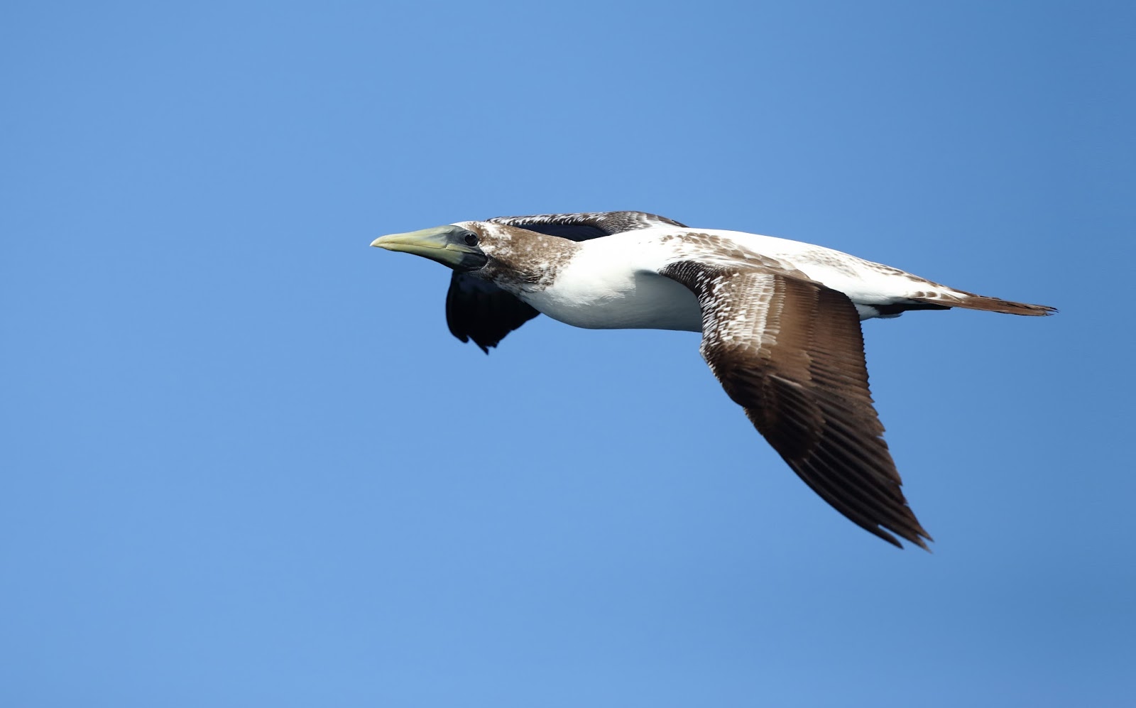 sunshinecoastbirds: Masked Booby, Fairy Prion, Black-browed Albatross ...
