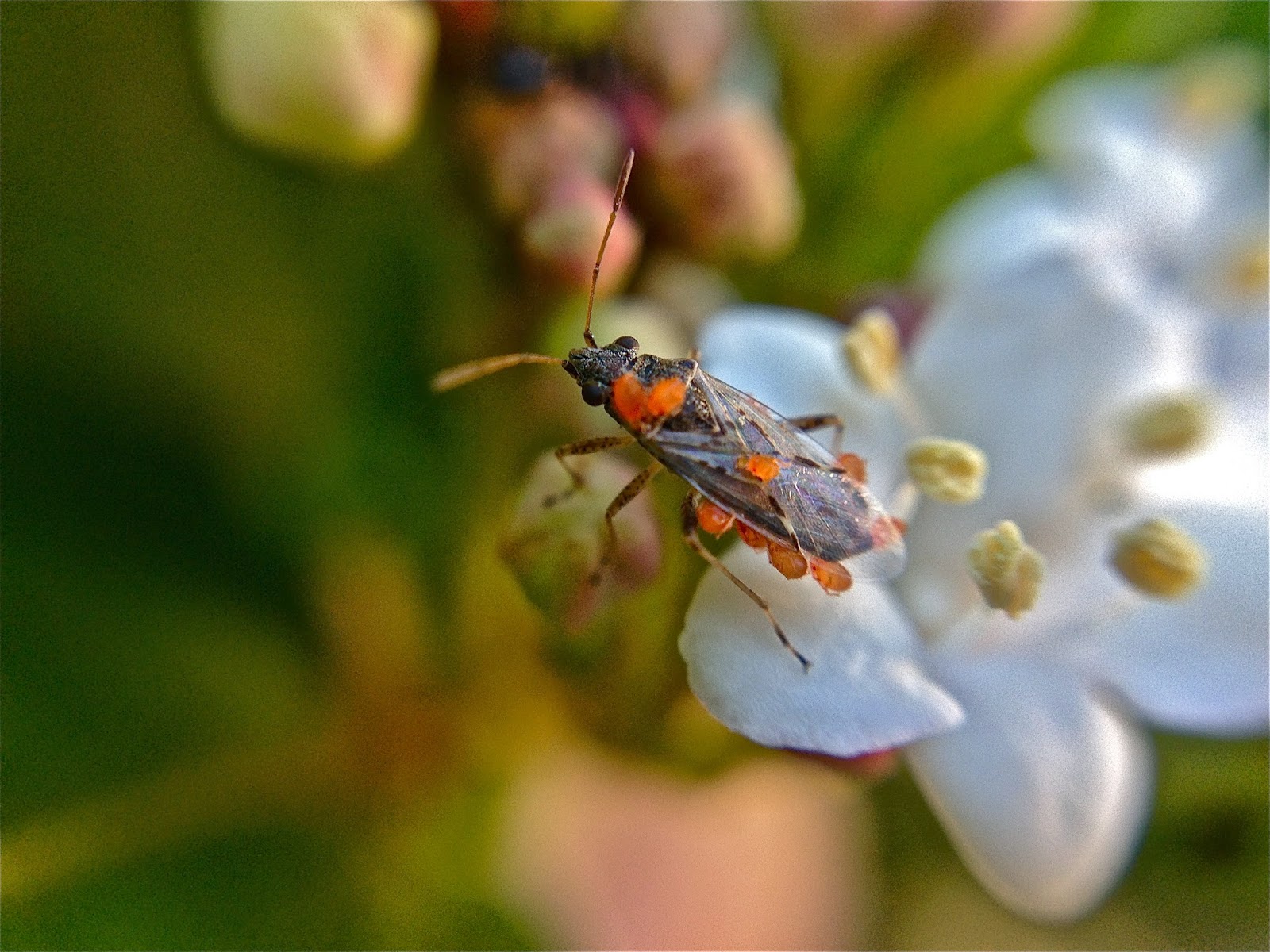 The Insect Diary: Adult Rutherglen Bug With Its Nymphs