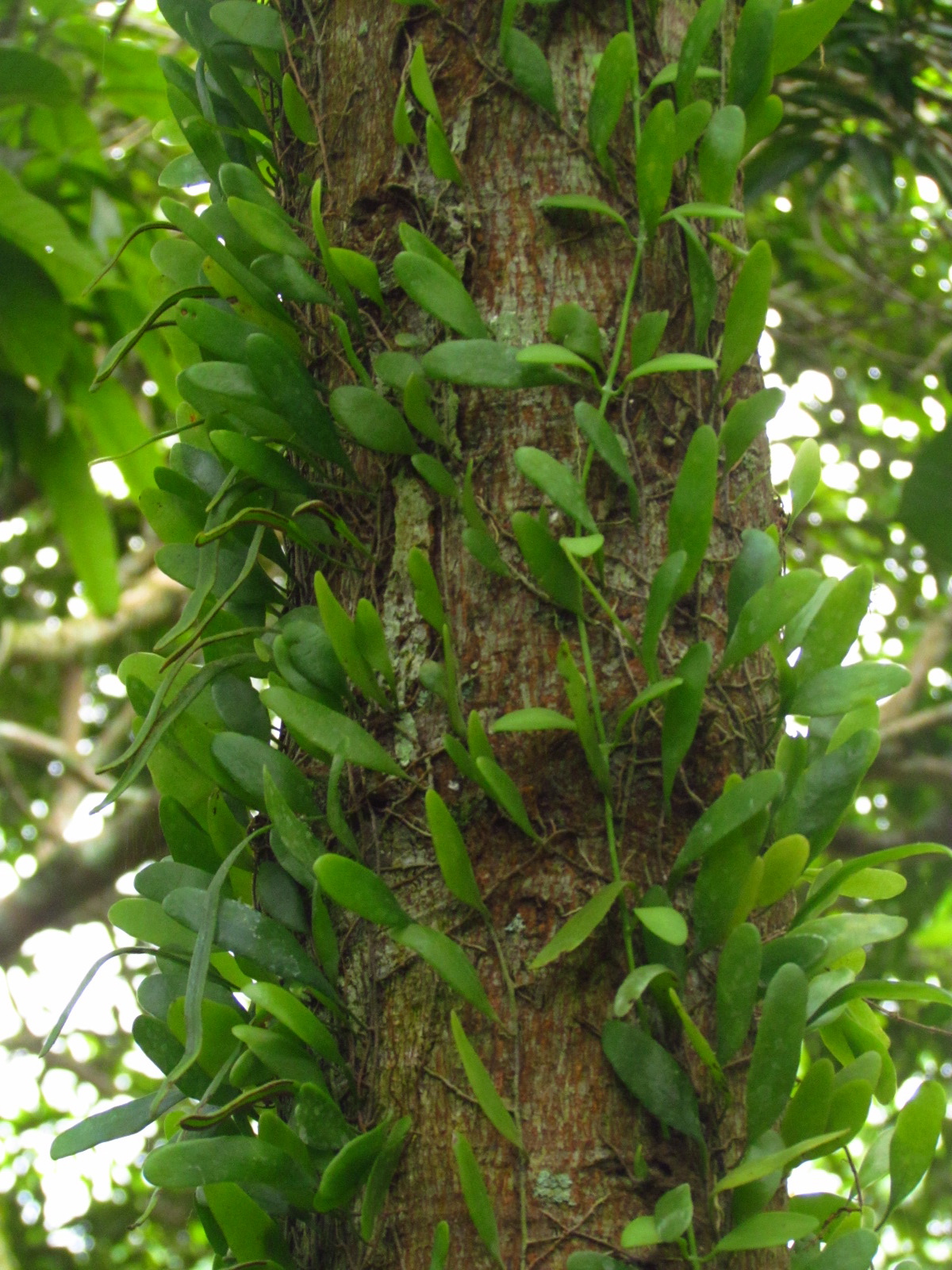 1784: Philippine Tree of the Month: Anubing