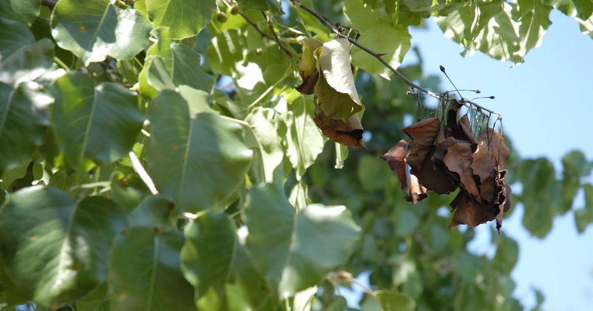 Best fresh - Mejor fresco!: Biological agents to control fire blight in ...