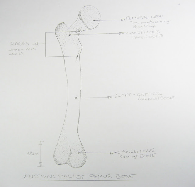 Biological drawings, the good, bad and ugly!
