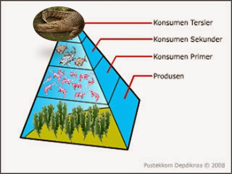 EKOSISTEM RAWA AIR TAWAR: ekosistem rawa air tawar